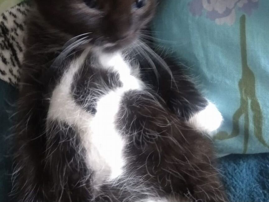 Котик мальчик 1,5 месяца