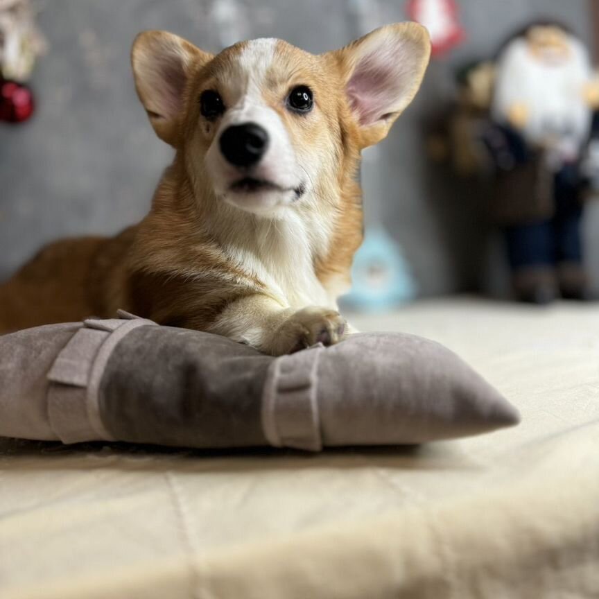 Вельш-корги пемброк щенки