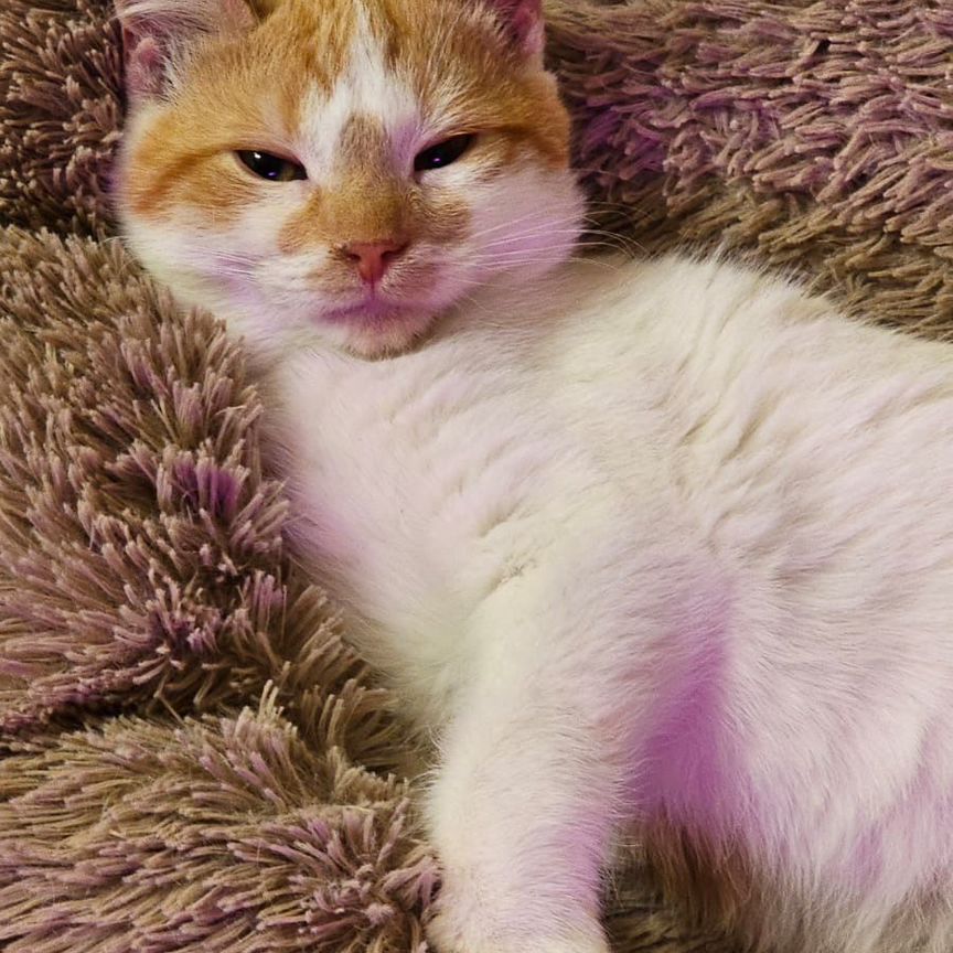 Котенок в добрые руки