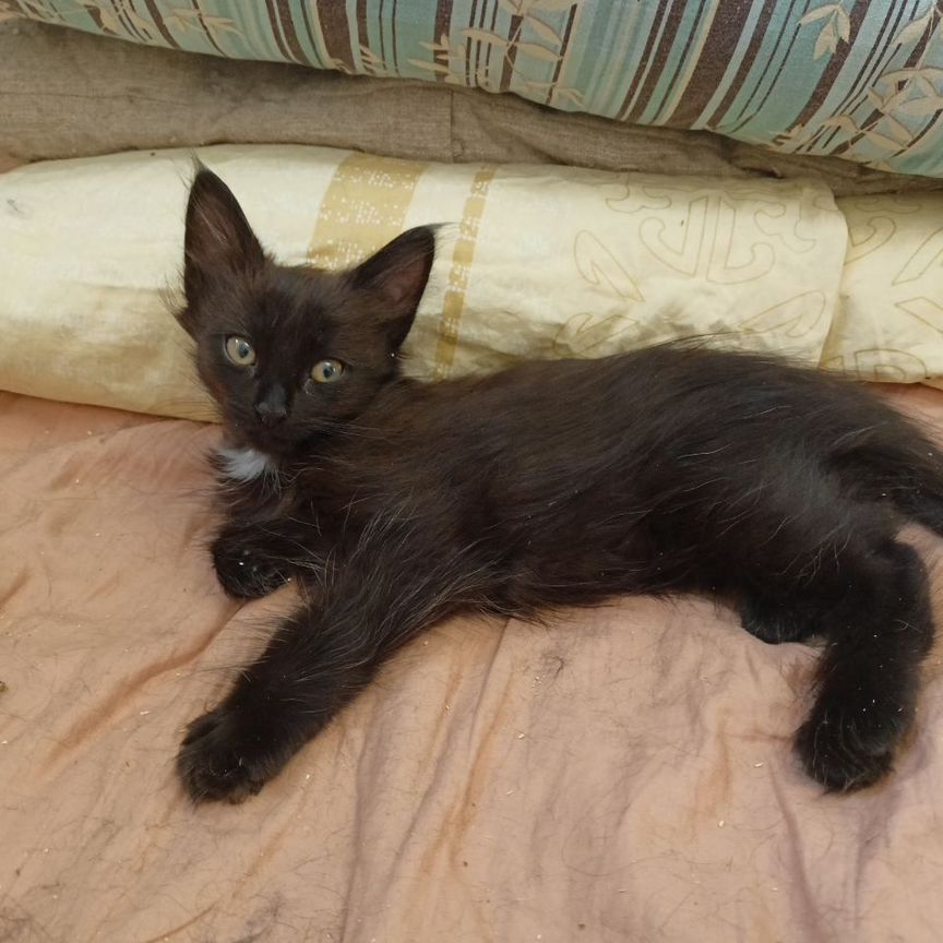 Котенок мальчик крысолов