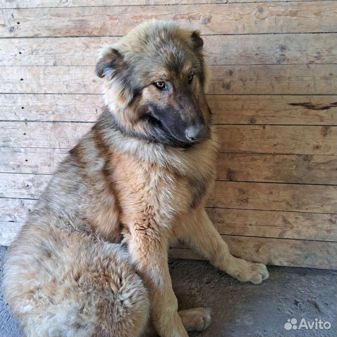 Метис немецкой овчарки и аляскинского маламута