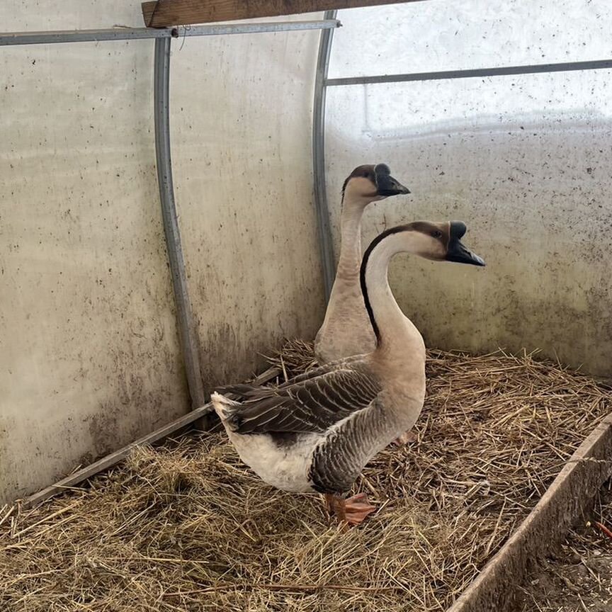 Китайский гусь