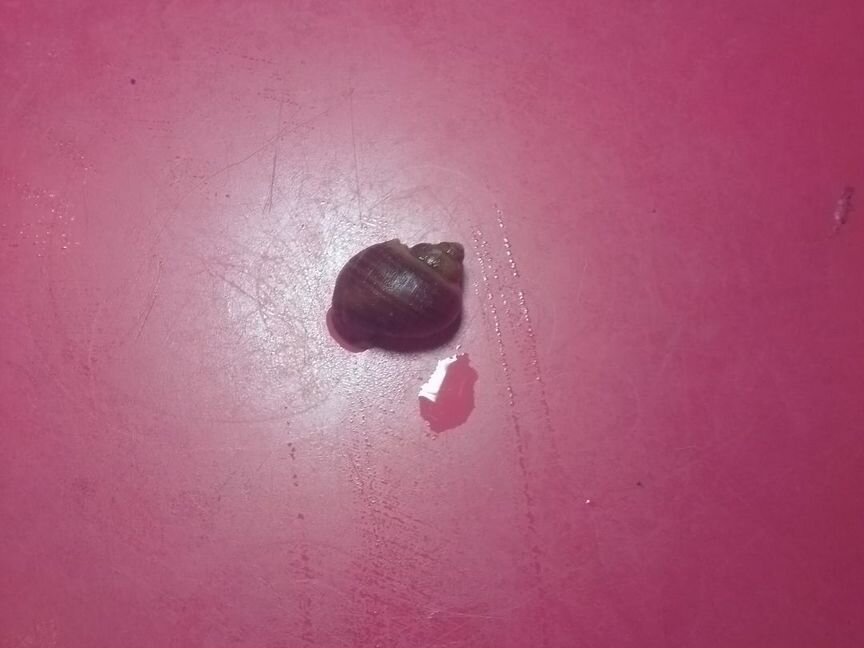 Корм для рыб хлопья, данио, ампулярии