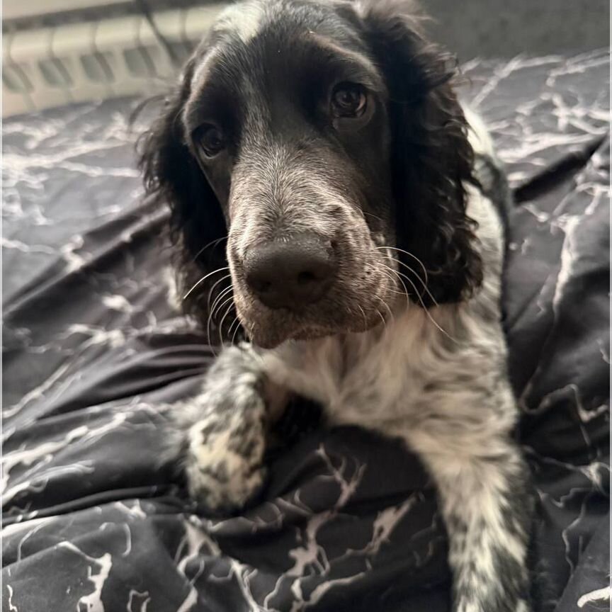 Русский охотничий спаниель, щенок