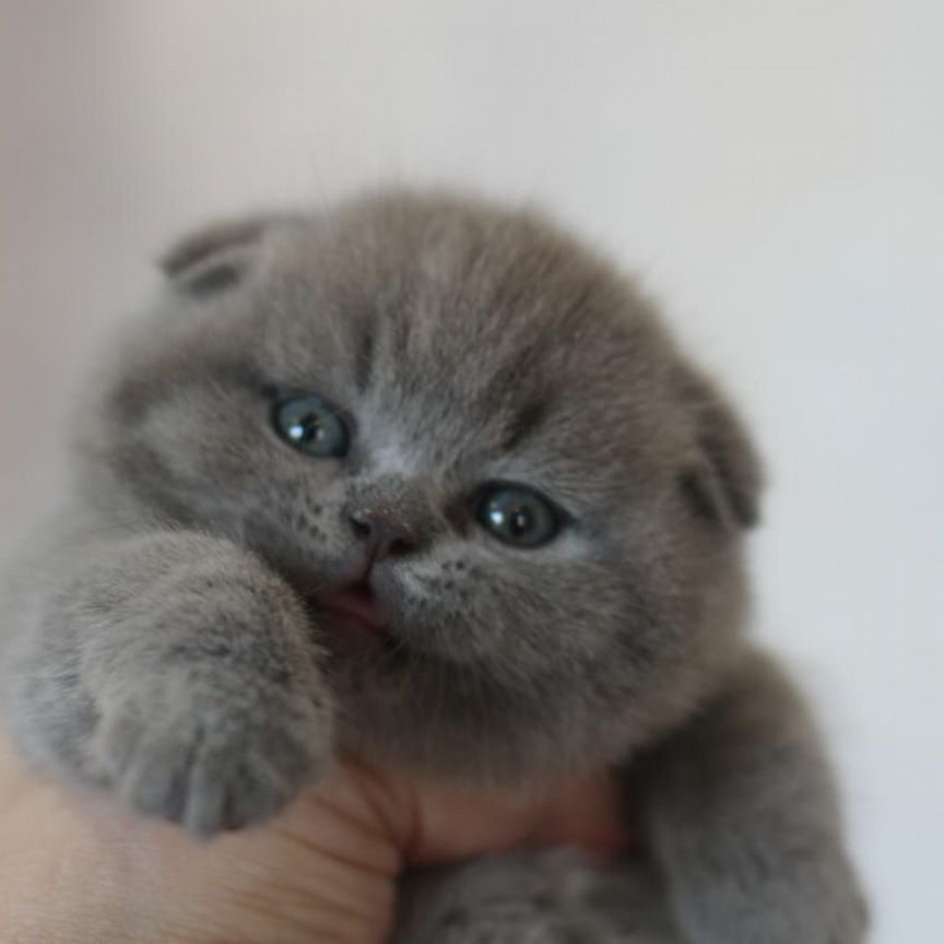 Британские котята