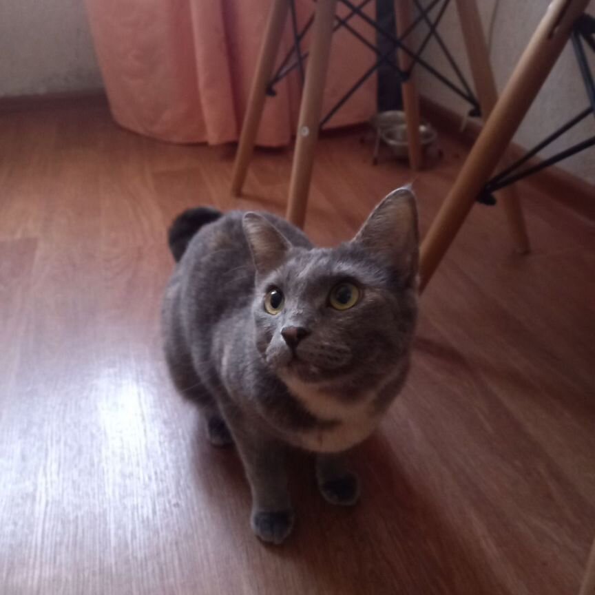 Отдам бесплатно кошку, стерилизованную