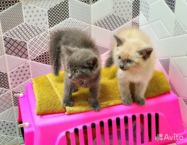 Котодетки ждут мампап
