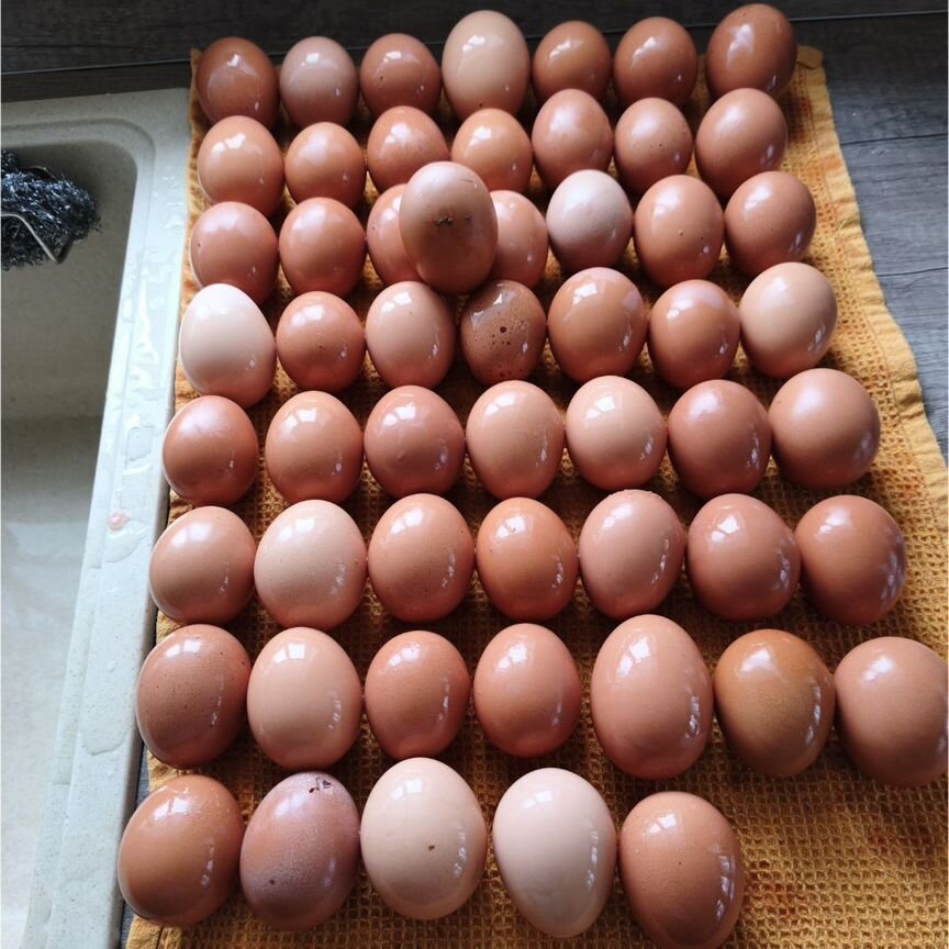 Продам 10курочек. Уже несутся