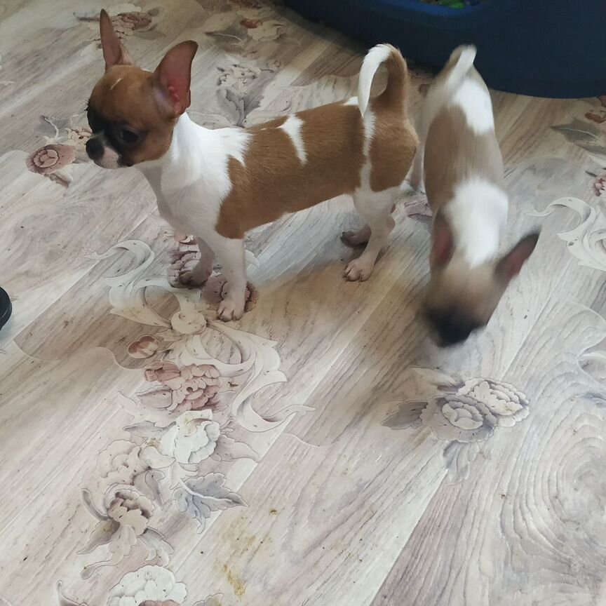 Чихуашечка девочка