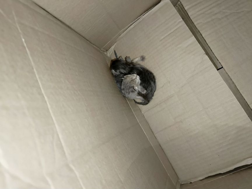 Отдам котят, 3 комочка