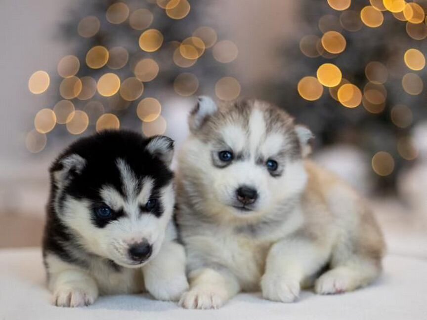 Щенки сибирской хаски