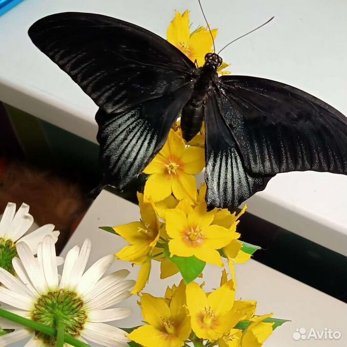 Ферма тропических бабочек