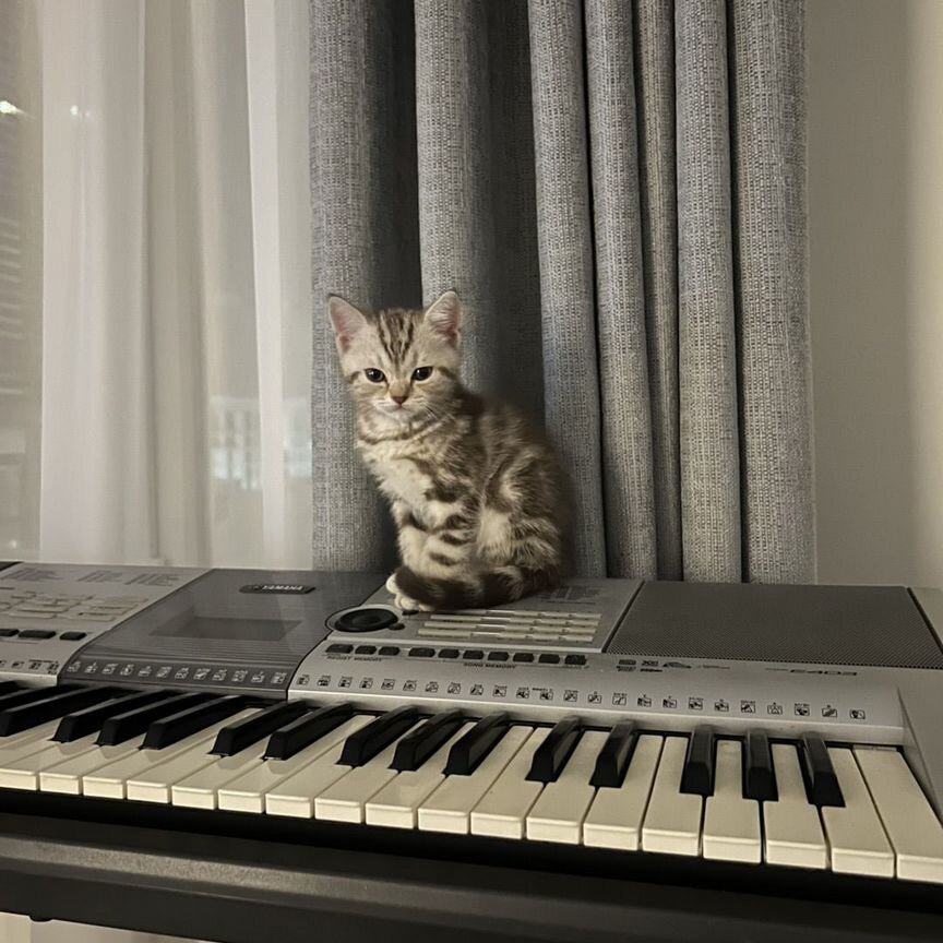 Шотландский кот