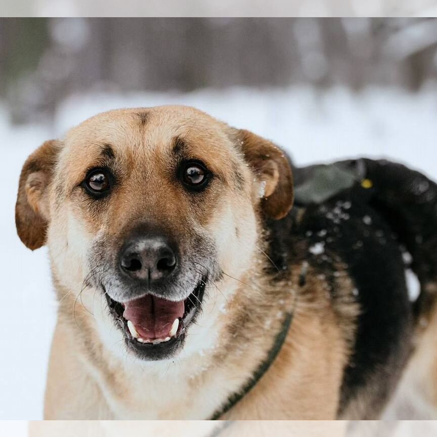 Взрослый пёс в добрые руки