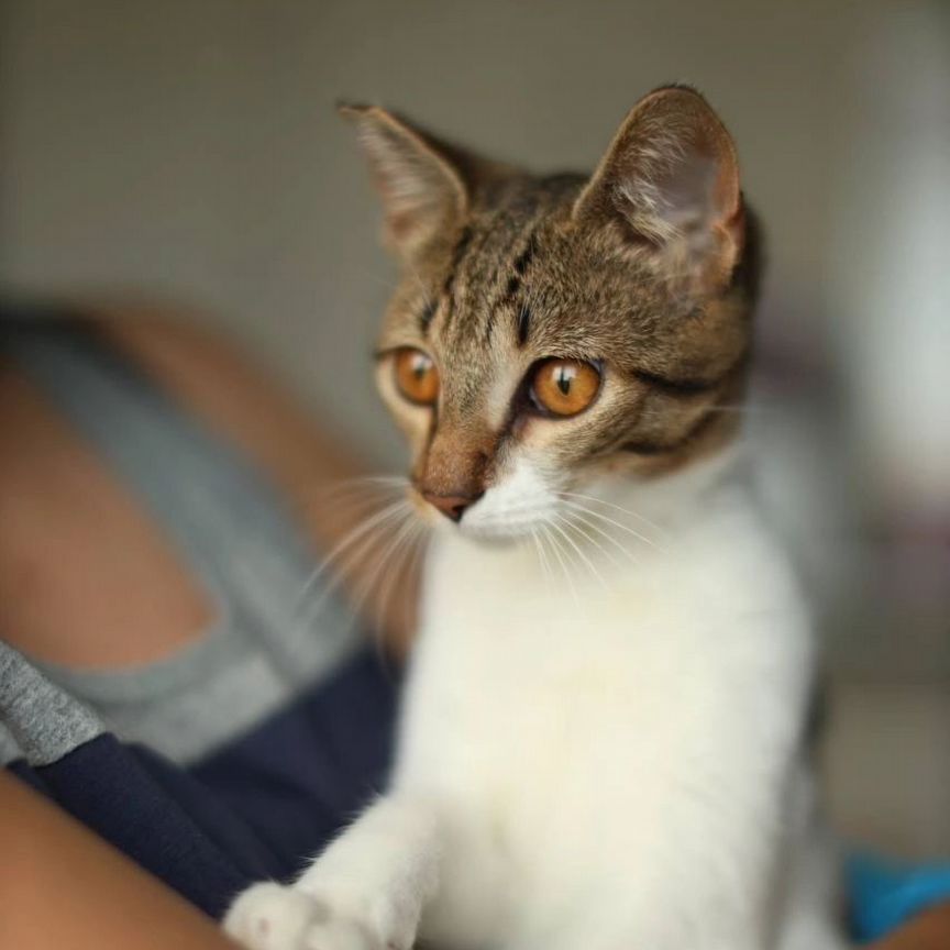 Котенок ищет дом