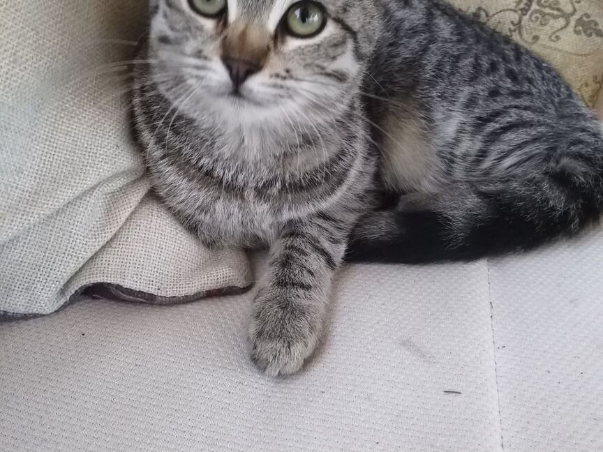 Лучшие котята в лучшие семьи