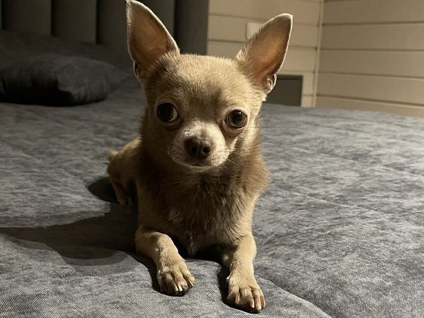 Вязка кобель чихуахуа мини