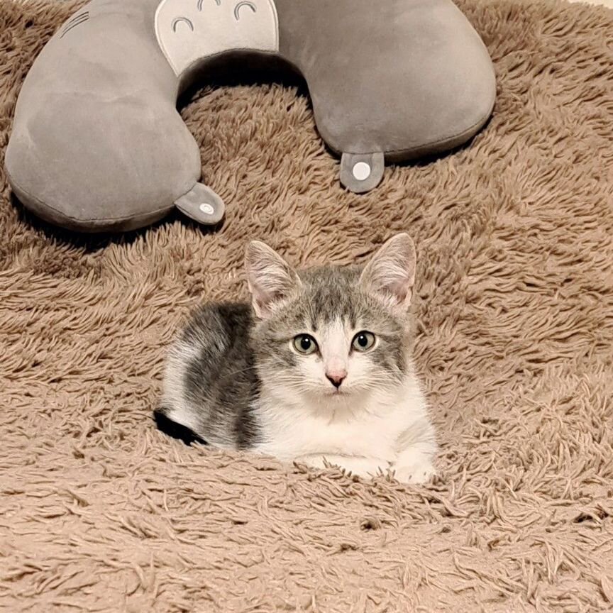 Котёнок в добрые руки