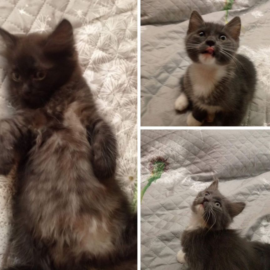 Котёнок в добрые руки