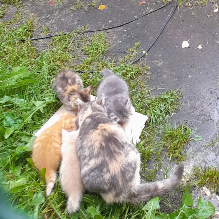 Котята в добрые руки