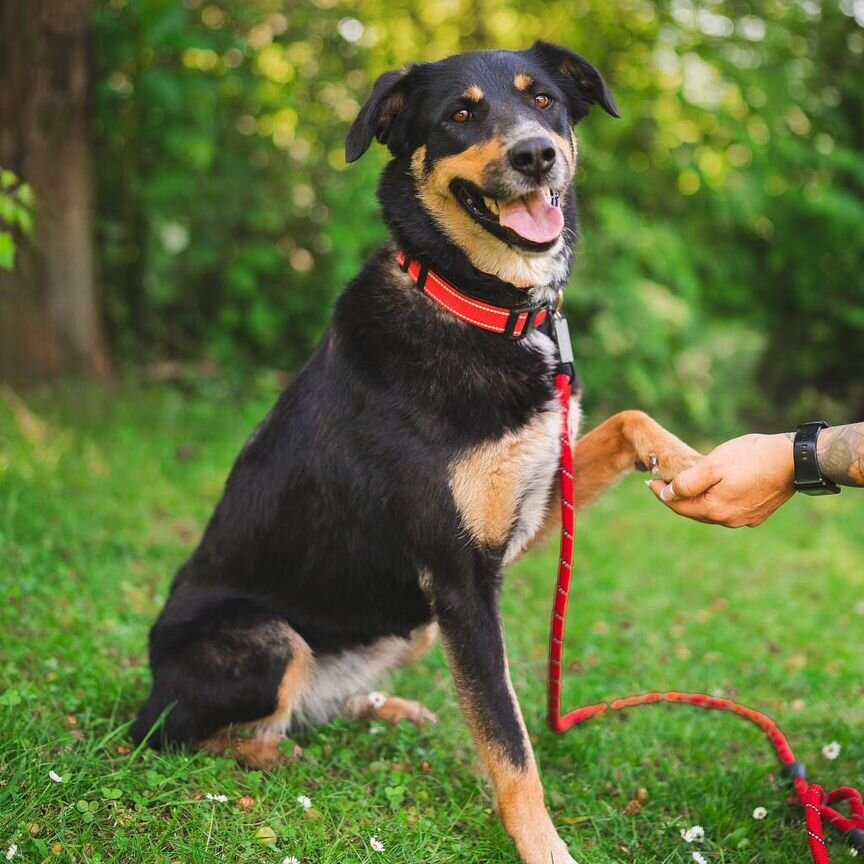 Красавица Лилу