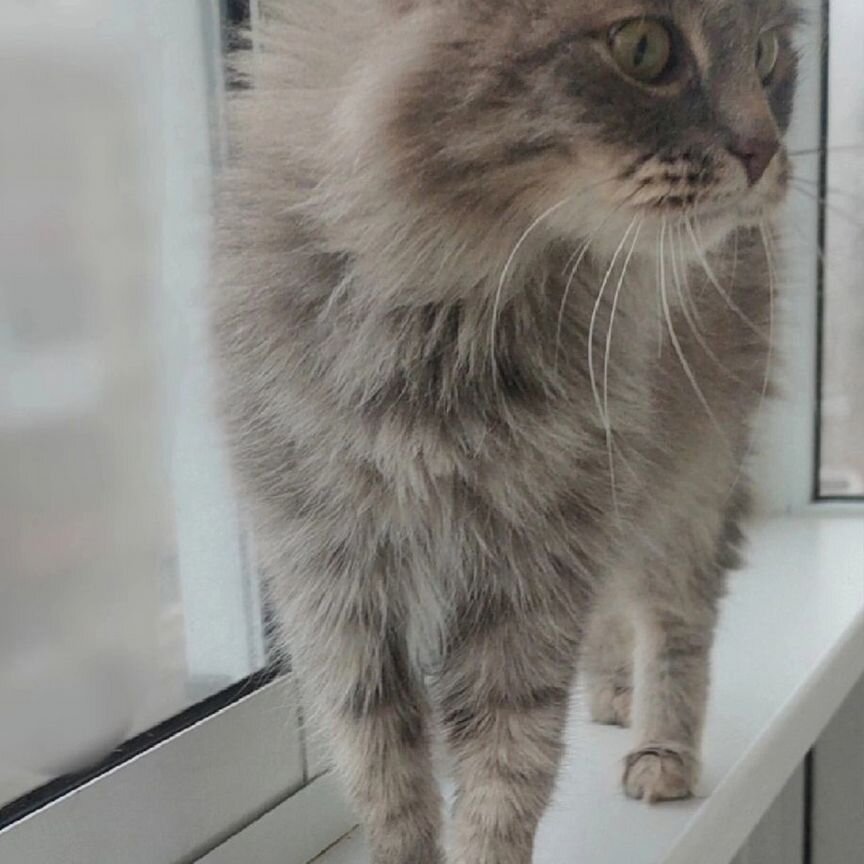 Кошка в добрые руки