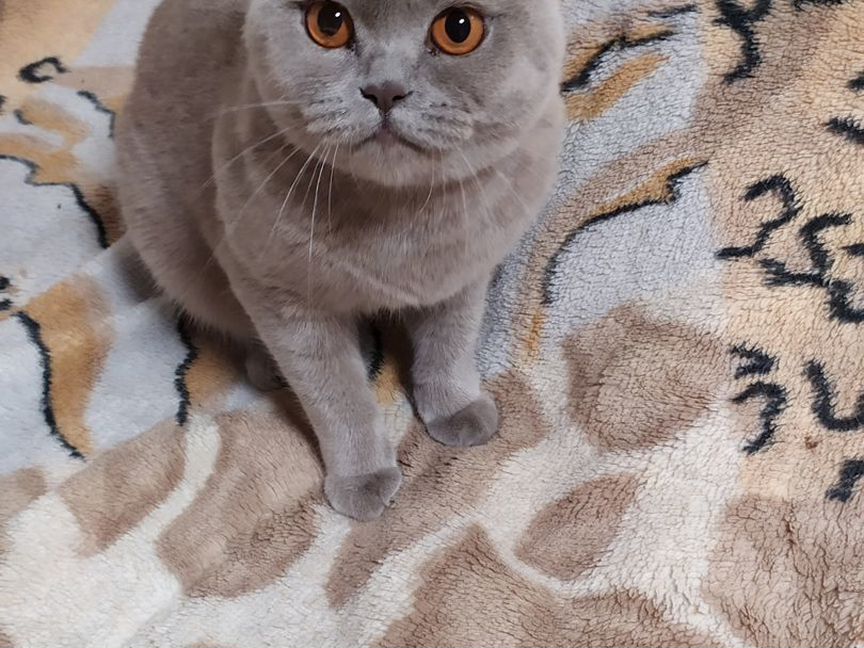 Британская лиловая кошка