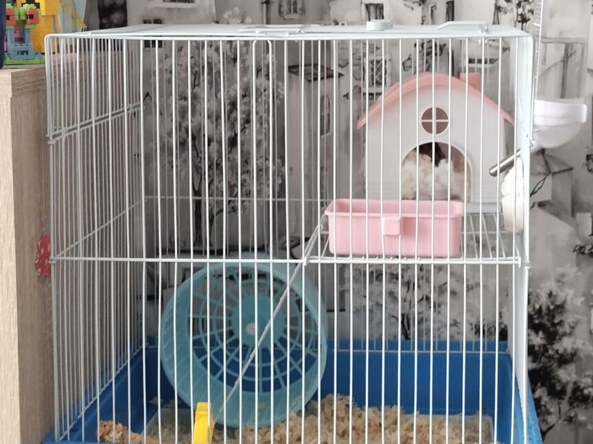 Хомячок вместе с клеткой