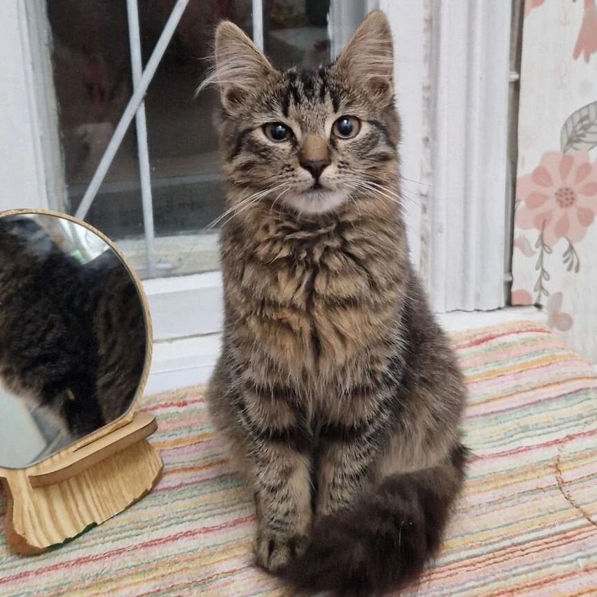 Федя ишет новый дом