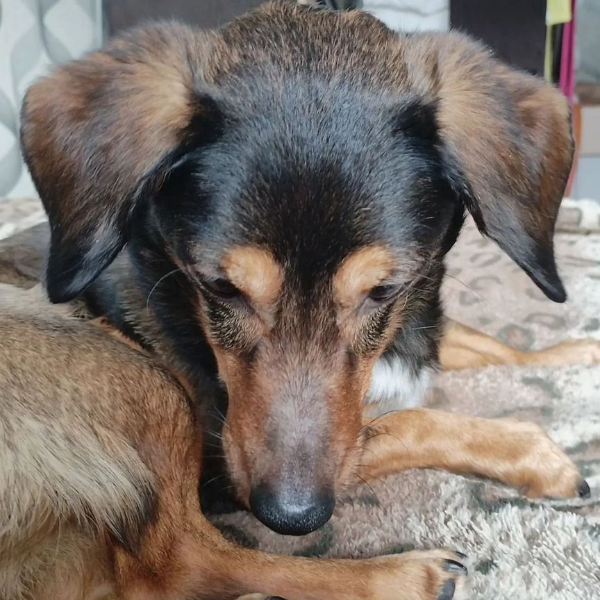 Взрослая собака в добрые руки