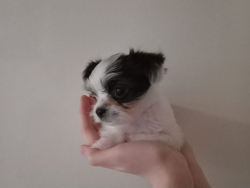 Девочка-подружка