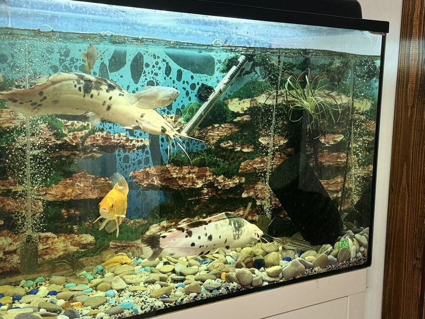 Аквариум с рыбками бу