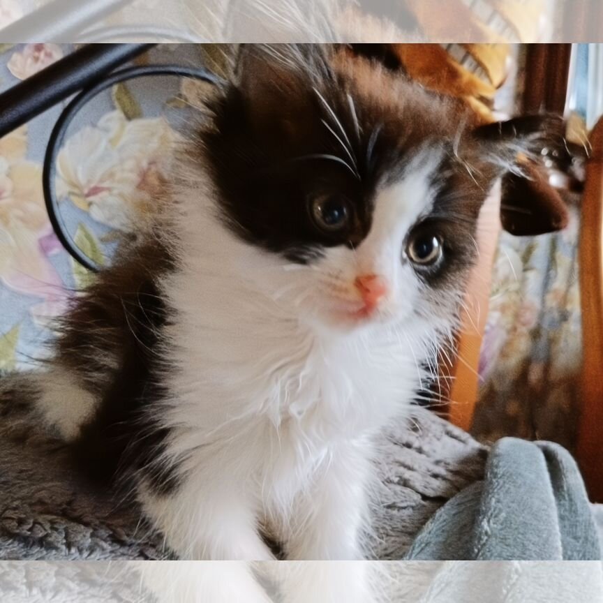 Котёнок в добрые руки
