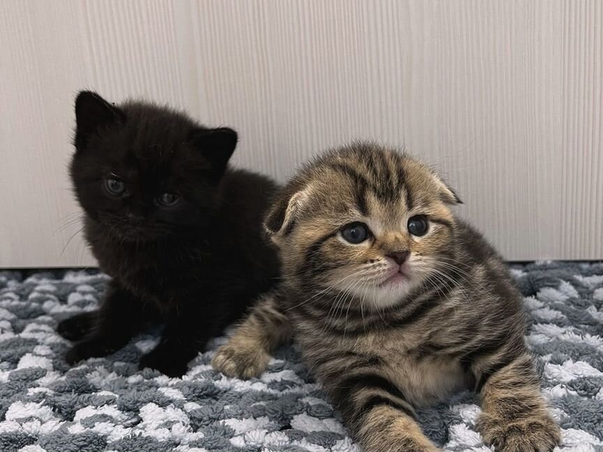 Шотландские вислоухие котята