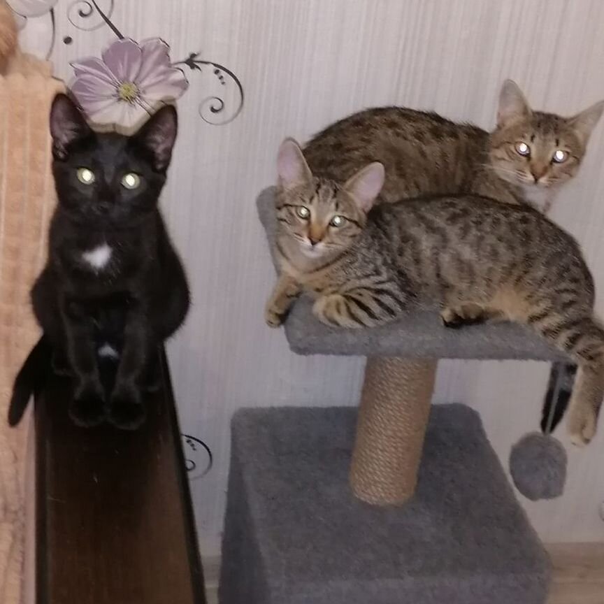 Ищут дом стерелизованная кошка с котятами