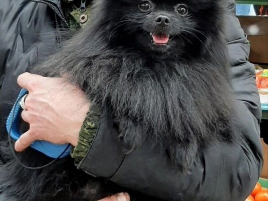 Померанский шпиц жених