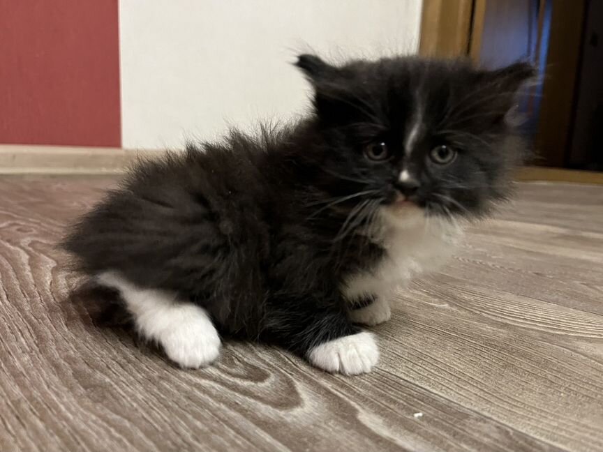 Котята