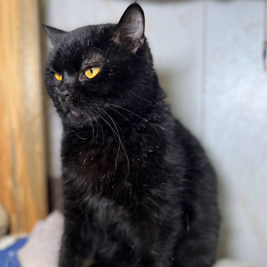 Взрослая, кошка в добрые руки