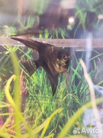 Скалярия черная