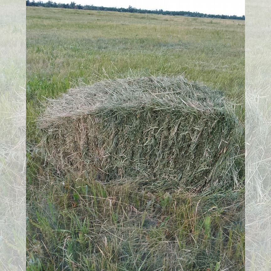 Сено в тюках оптом от 500 штук