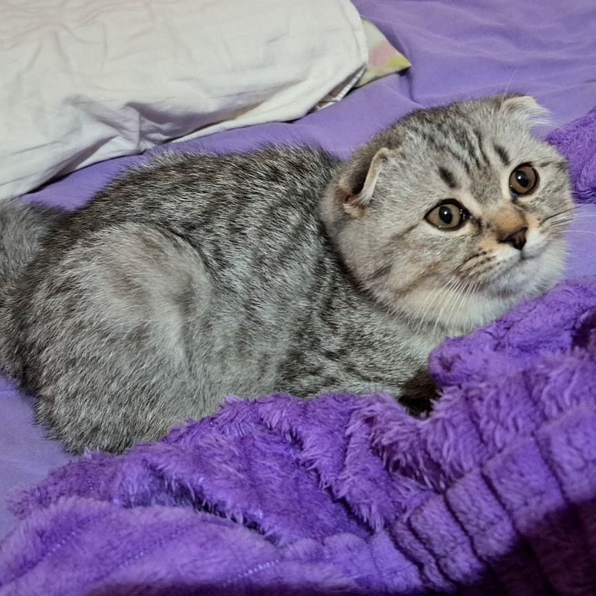 Кот