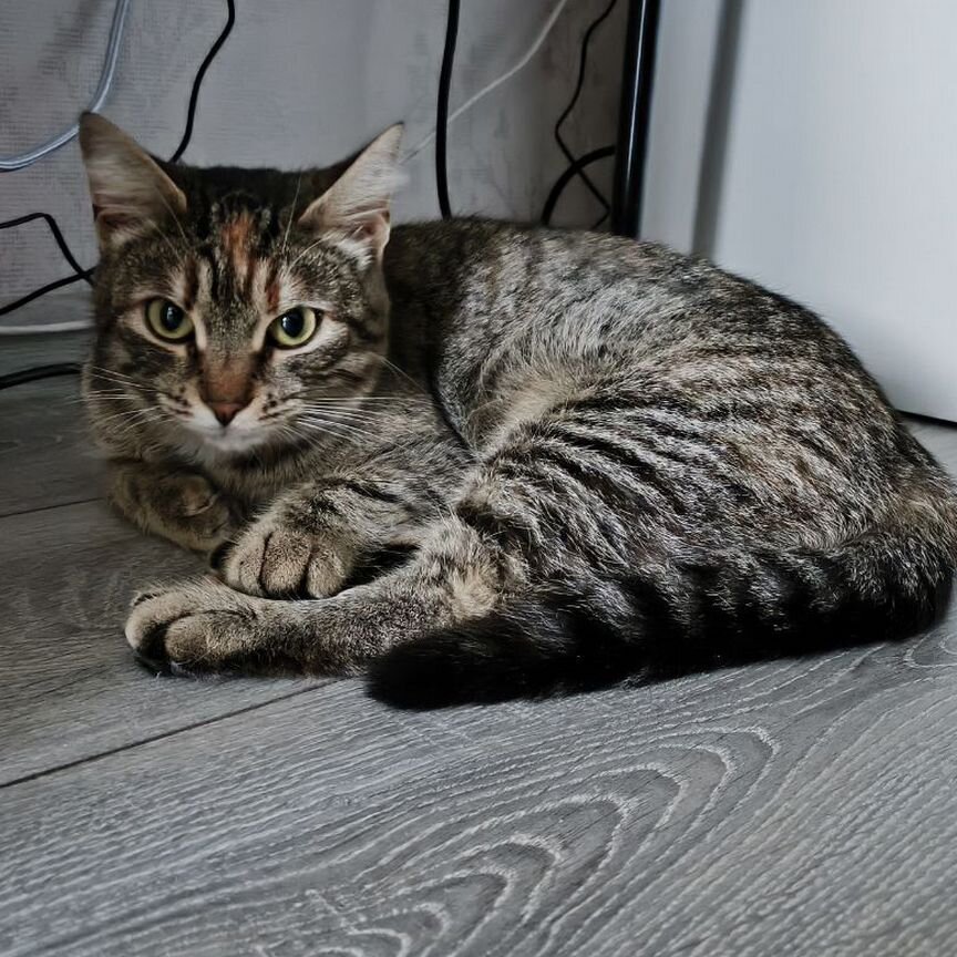 Взрослая, Девочка кошка в добрые руки