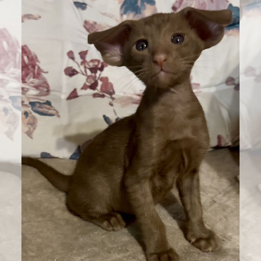 Ориентальный котёнок