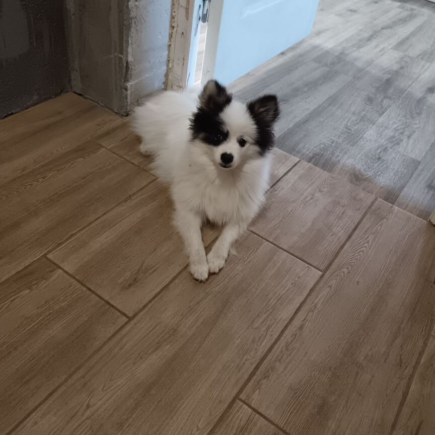 Немецкий шпиц