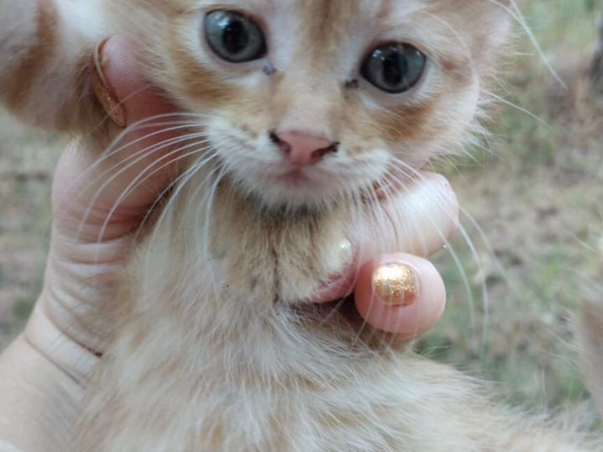 Котенок девочка в добрые руки