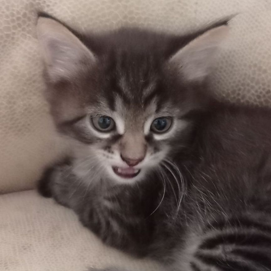 Миленькая киска