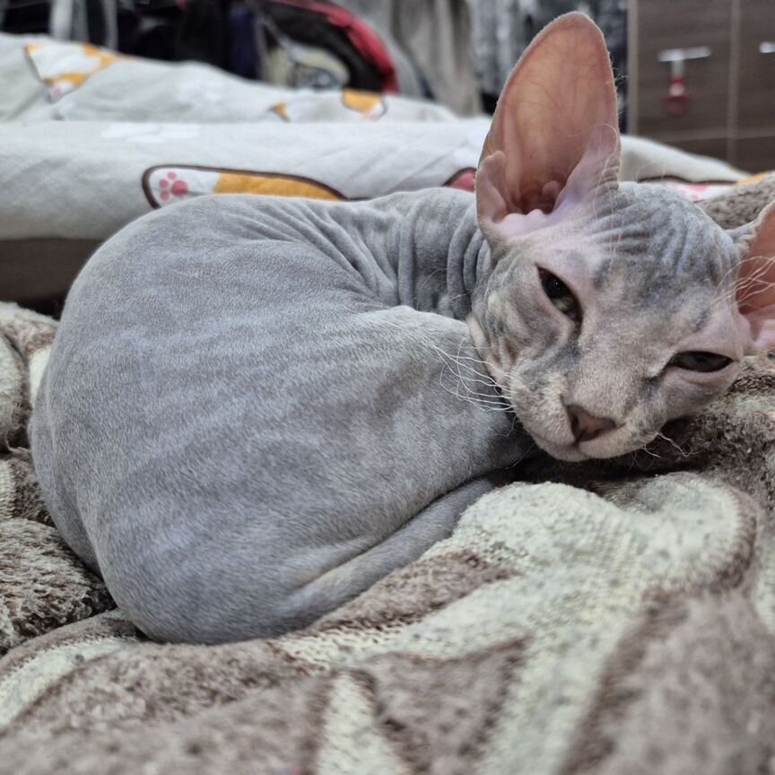 Продам котёнка Донской сфинкс
