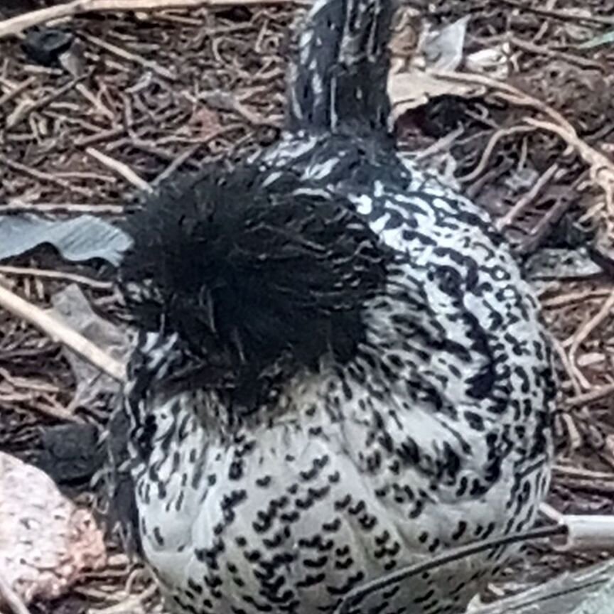 Куры петухи