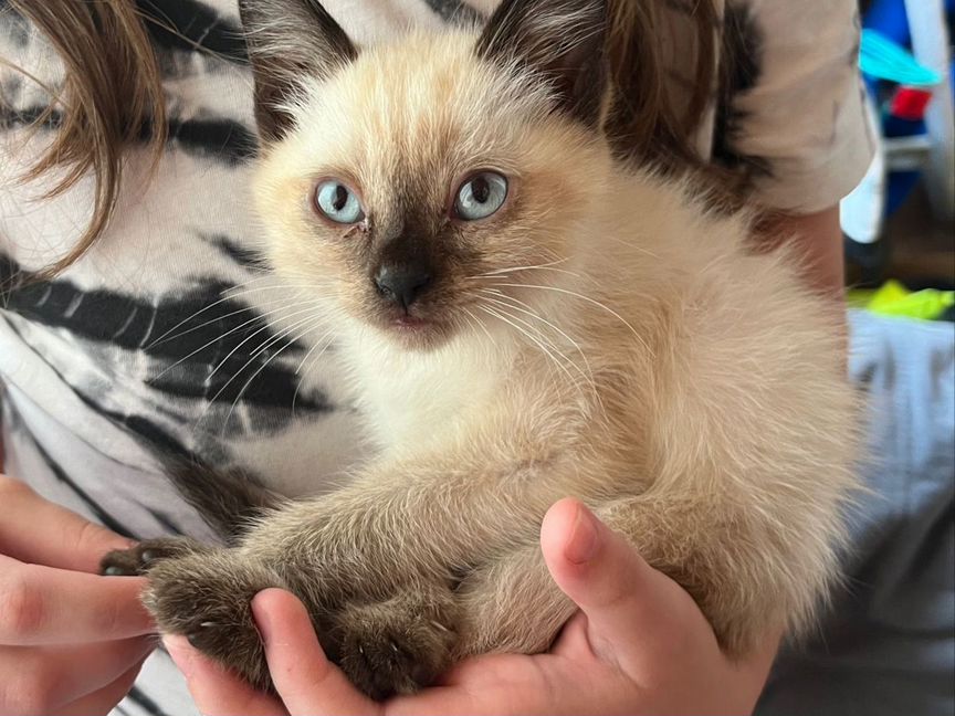 Отдам сиамского котёнка (мальчик)