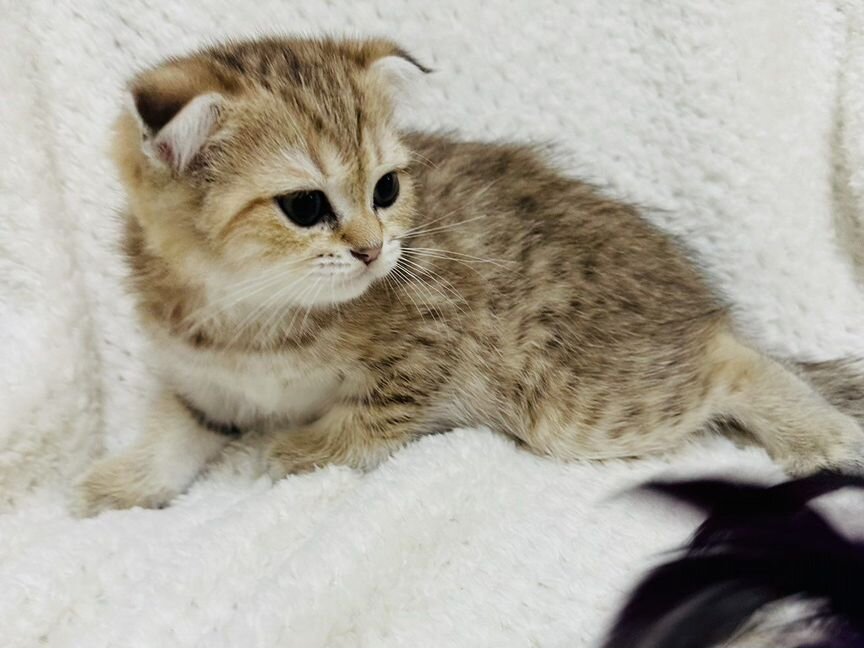 Шотландский золотой котенок фолд